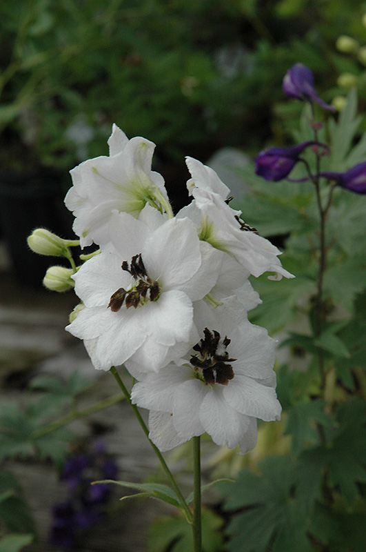 Black Eyed Angels Larkspur Delphinium Black Eyed Angels In Sauk